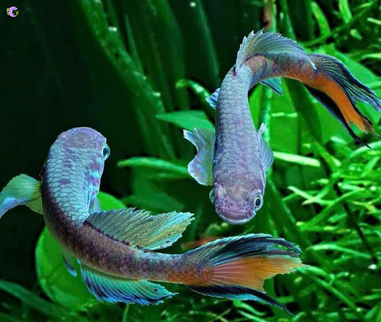 Cá Killi Blue Gularis | Thủy Sinh Tím