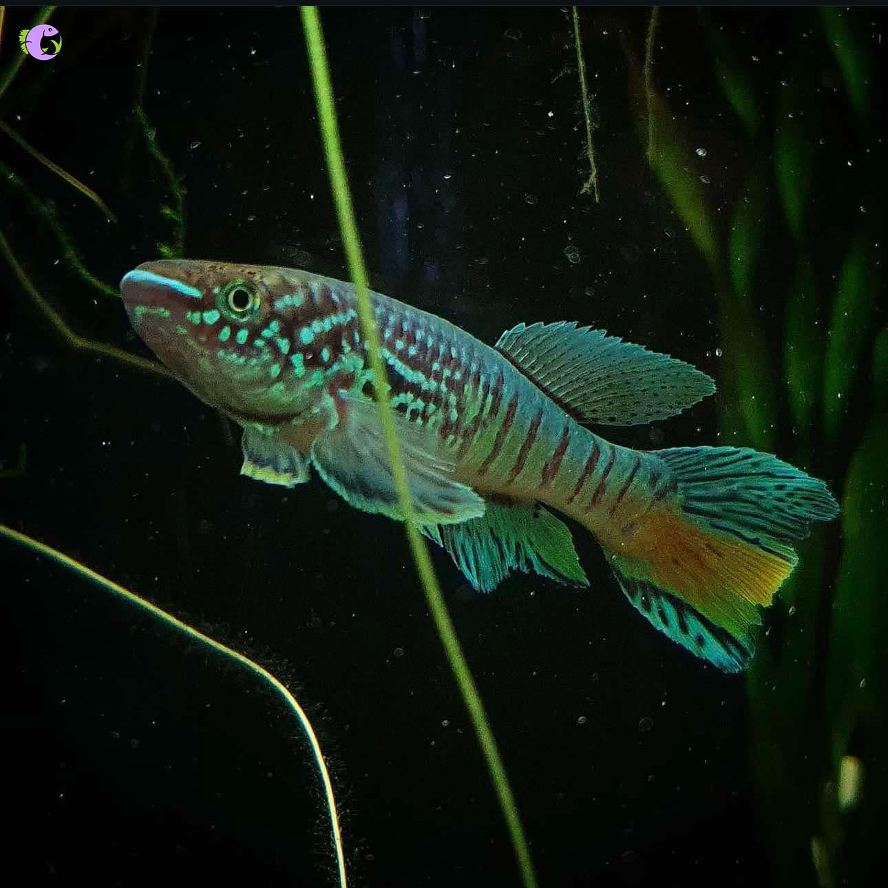 Cá Killi Blue Gularis | Thủy Sinh Tím