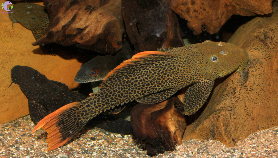 Cá L600 - Leopard Cactus Pleco (size 3) | Thủy Sinh Tím