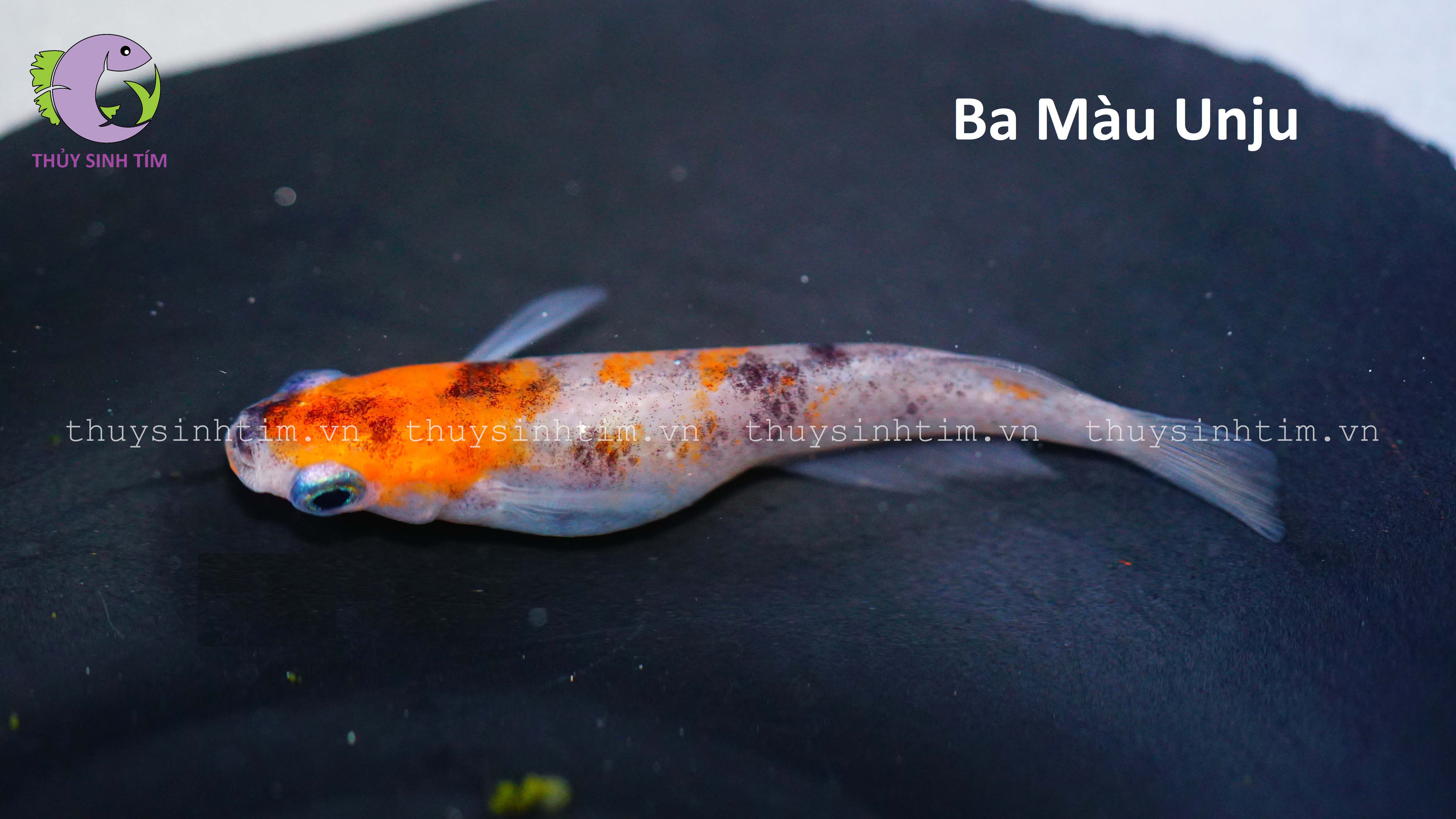 Cá MEDAKA | Thủy Sinh Tím