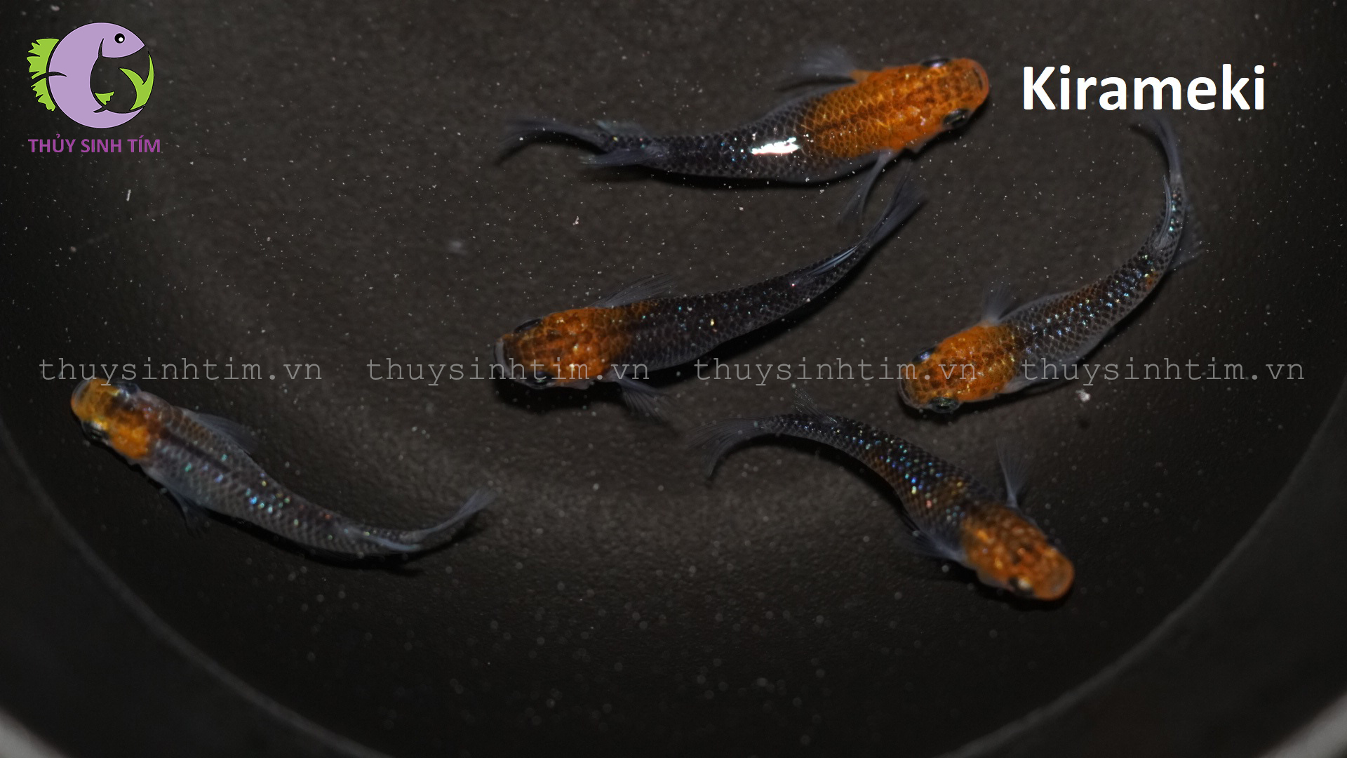 Cá MEDAKA | Thủy Sinh Tím