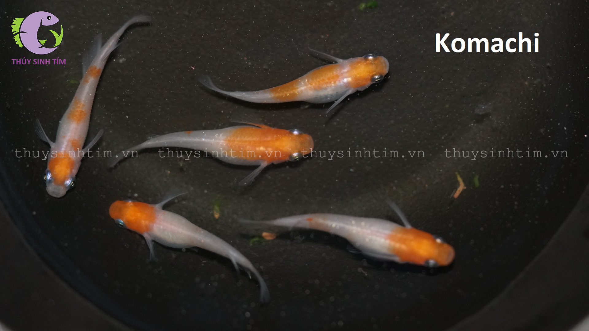 Cá MEDAKA | Thủy Sinh Tím