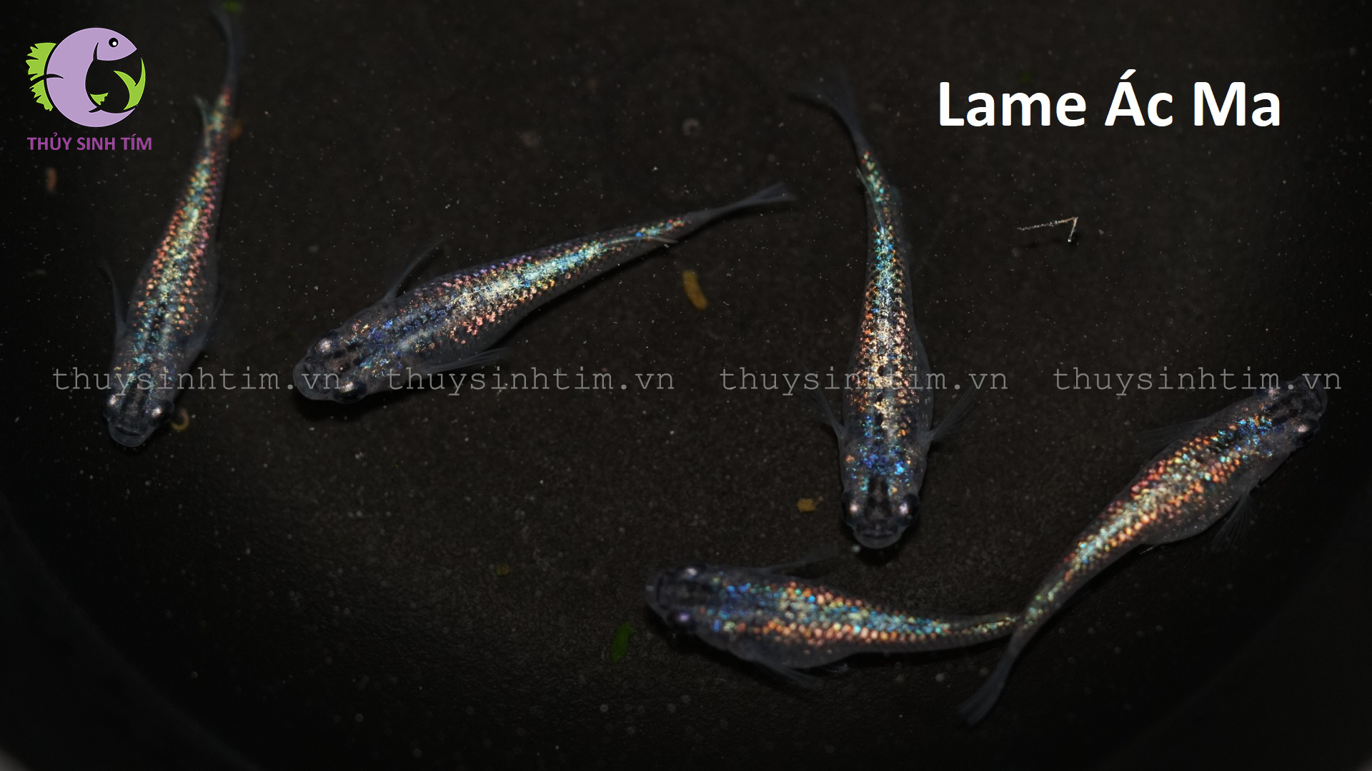 Cá MEDAKA | Thủy Sinh Tím