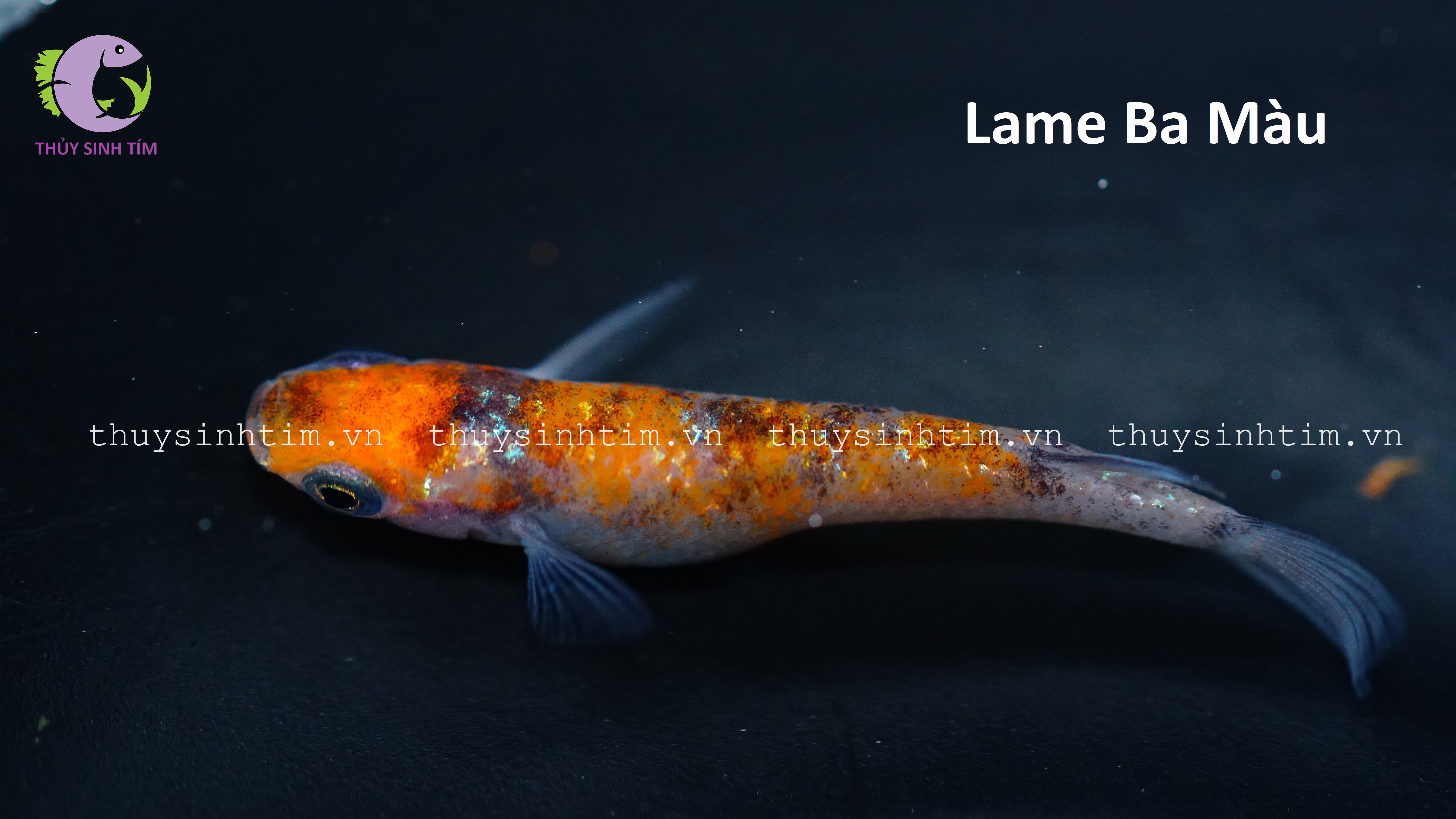 Cá MEDAKA | Thủy Sinh Tím