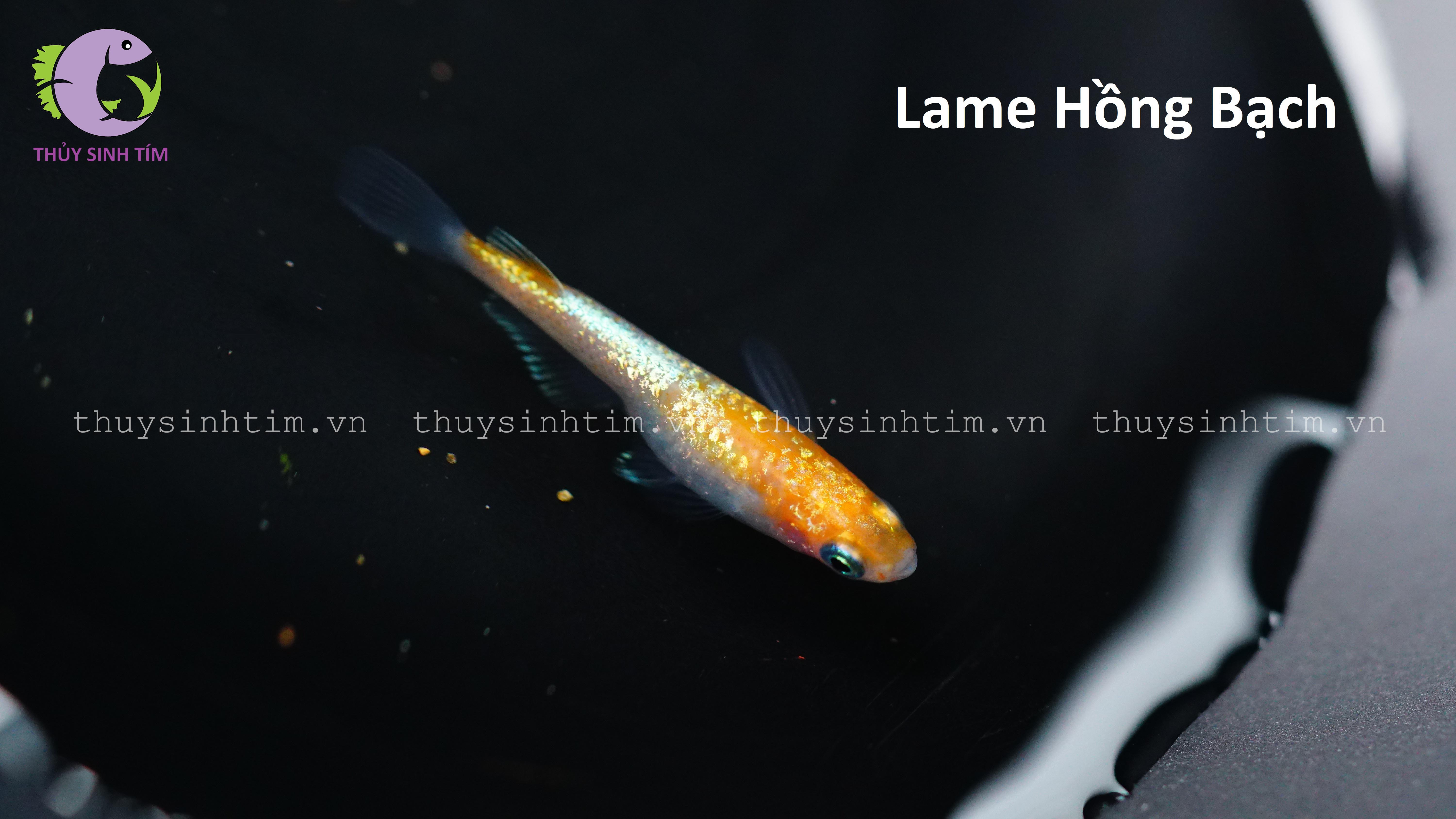 Cá MEDAKA | Thủy Sinh Tím