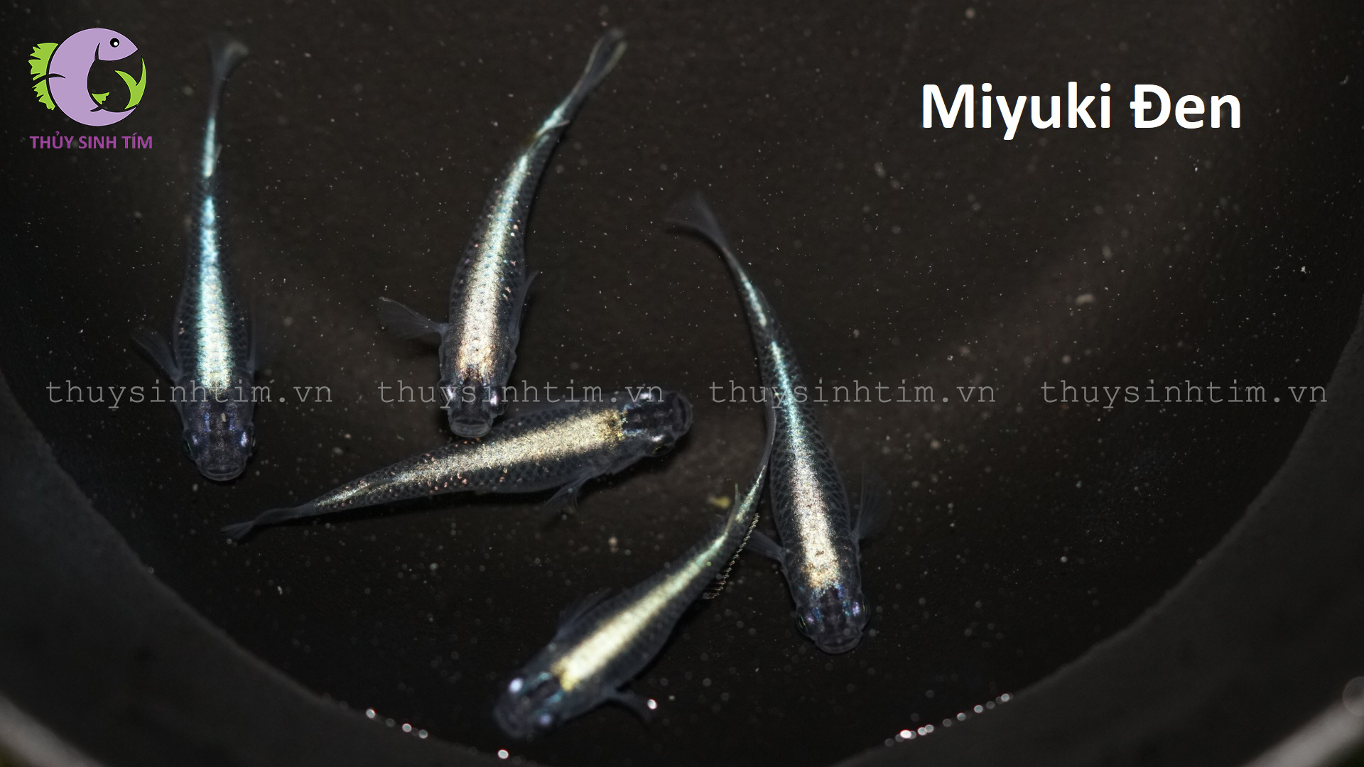 Cá MEDAKA | Thủy Sinh Tím