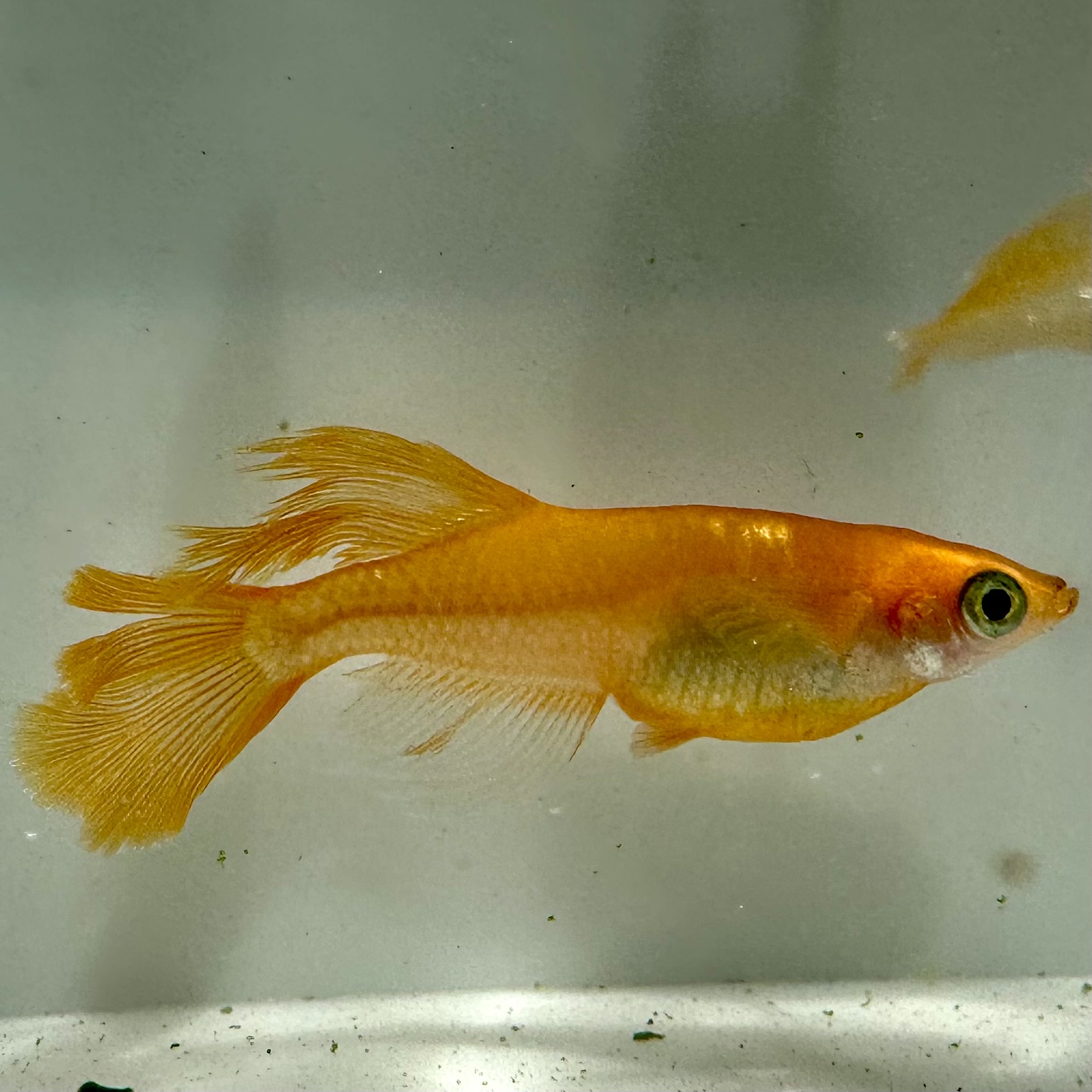 Cá MEDAKA | Thủy Sinh Tím