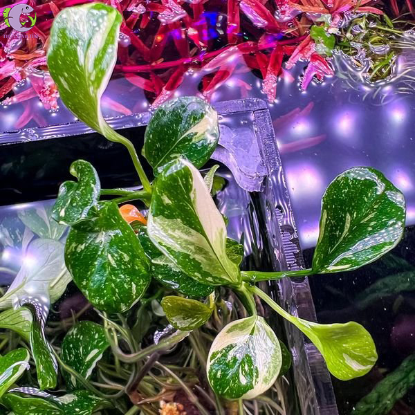 Ráy Var | Thủy Sinh Tím