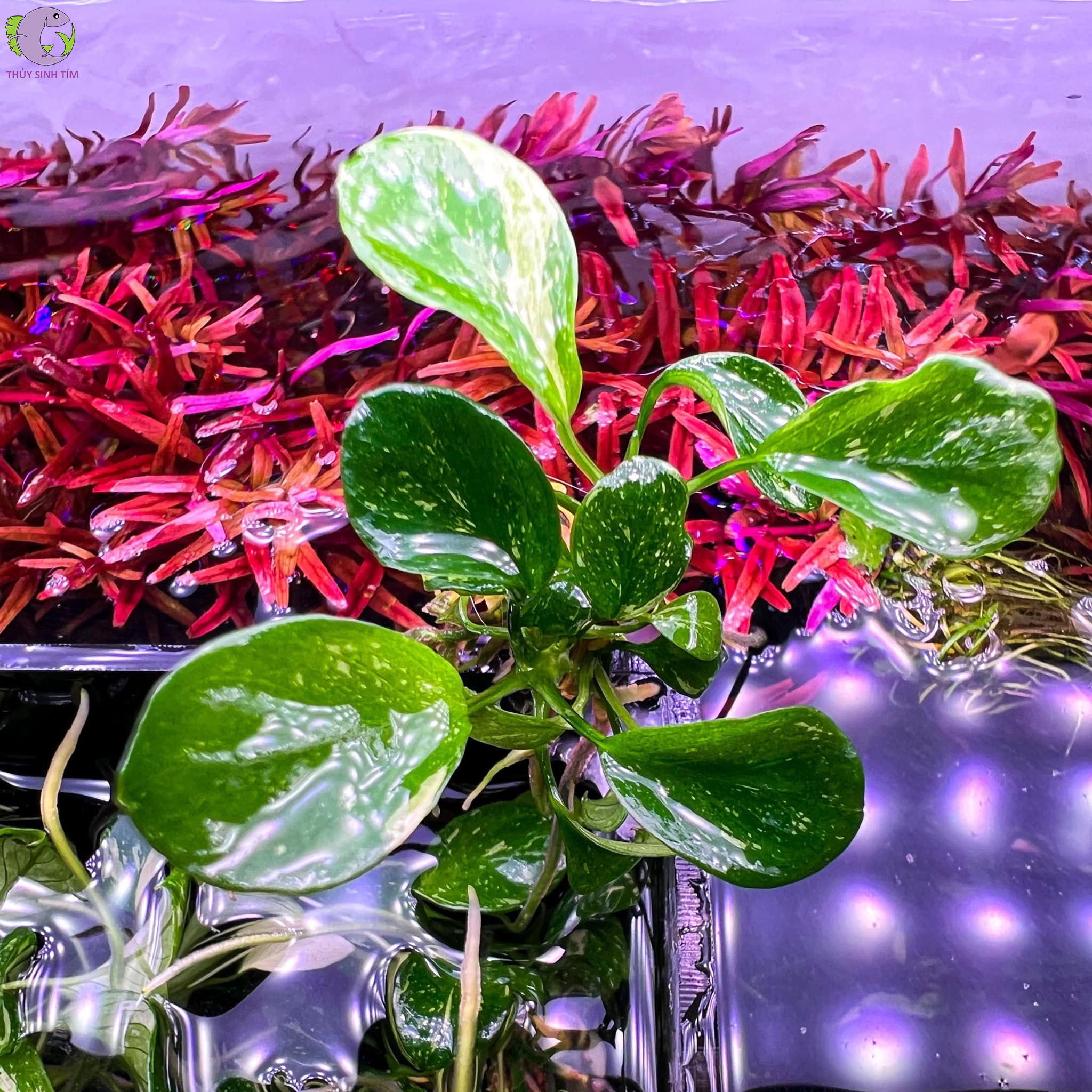 Ráy Var | Thủy Sinh Tím