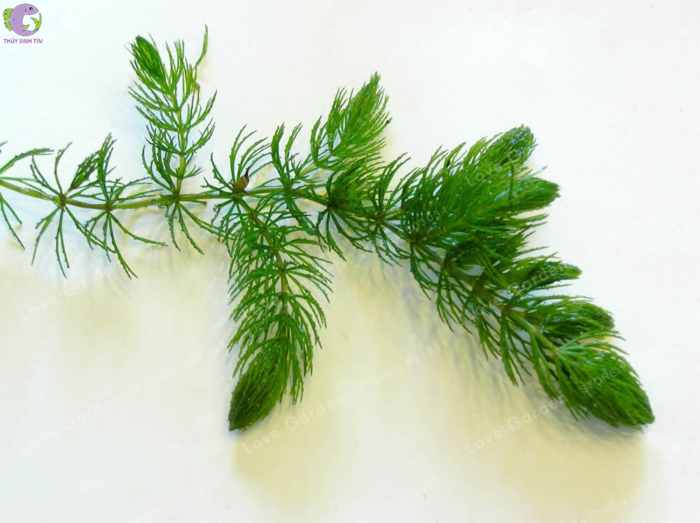 Rong đuôi chồn | Thủy Sinh Tím