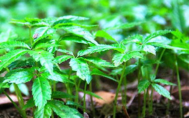 Sâm Ngọc Linh - Công ty cổ phần Danaco Quảng Nam