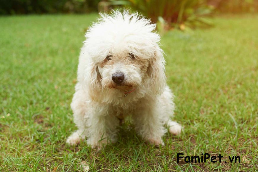 Phương Pháp Trị Táo Bón Cho Chó Hiệu Quả - Thú Cảnh