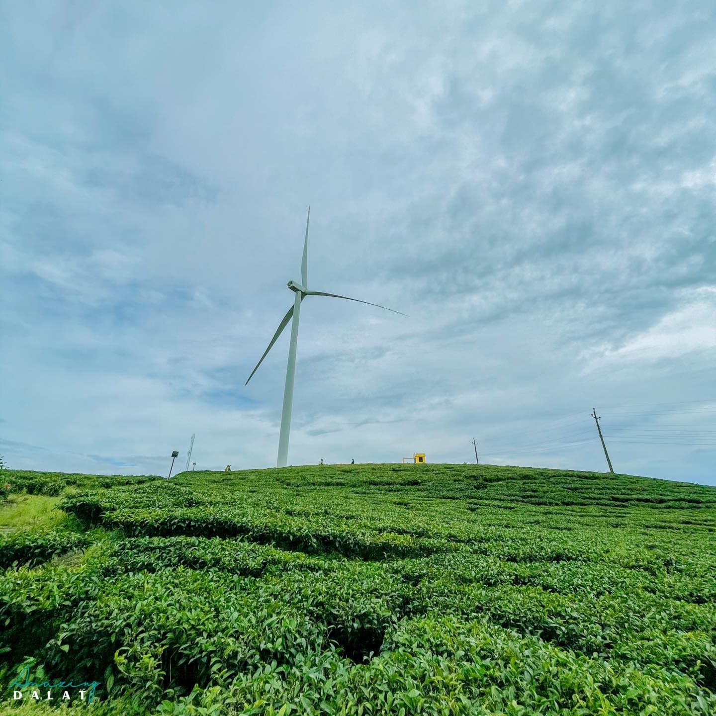 Săn mây đồi chè Cầu Đất Đà Lạt - Kinh nghiệm và thời điểm đẹp nhất