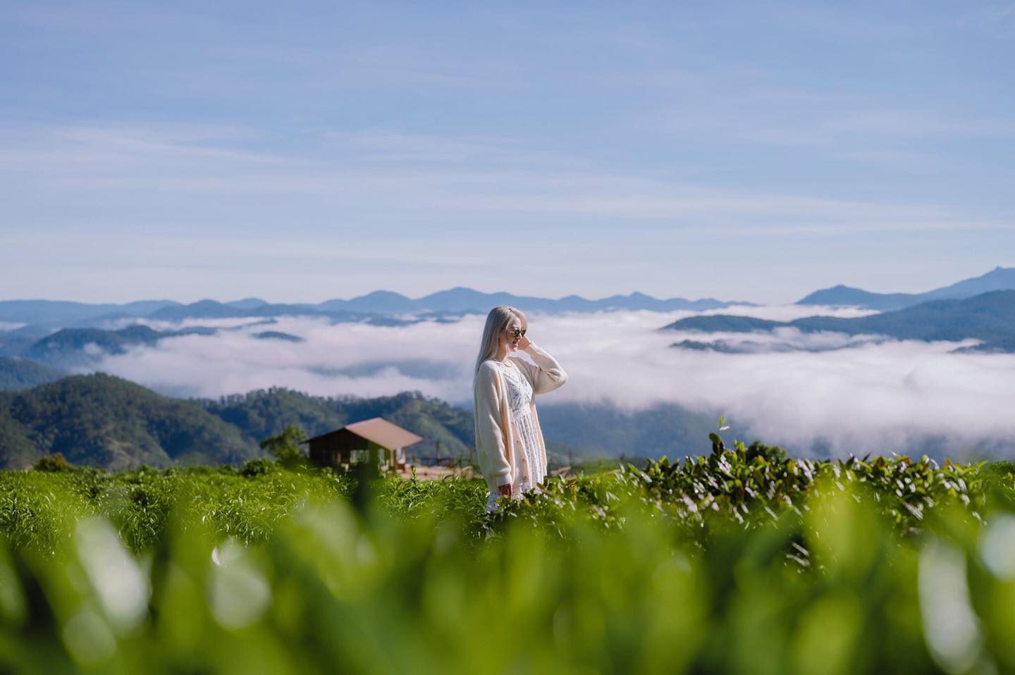 Săn mây đồi chè Cầu Đất Đà Lạt - Kinh nghiệm và thời điểm đẹp nhất