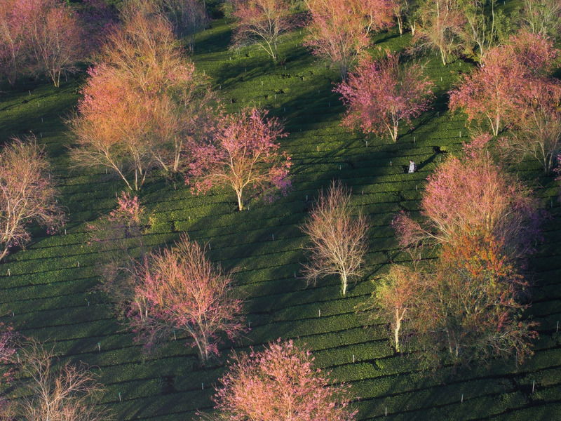 Săn mây đồi chè Cầu Đất Đà Lạt - Kinh nghiệm và thời điểm đẹp nhất