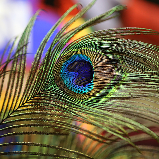 Lông công OM MALAS SHOP