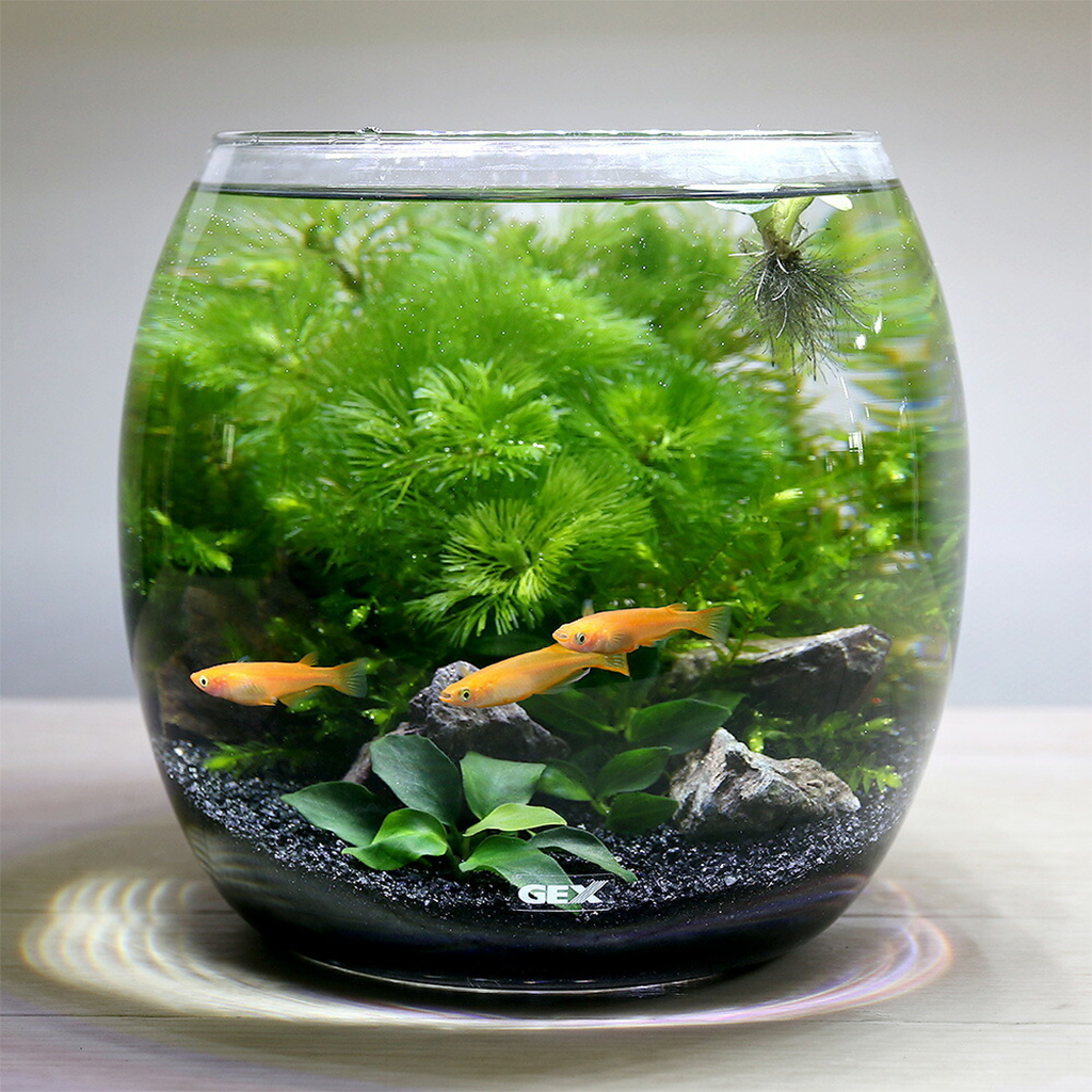 GEX - Onyx Black Sand For Killifish | Cát đen trãi nền hồ cá thủy sinh ...