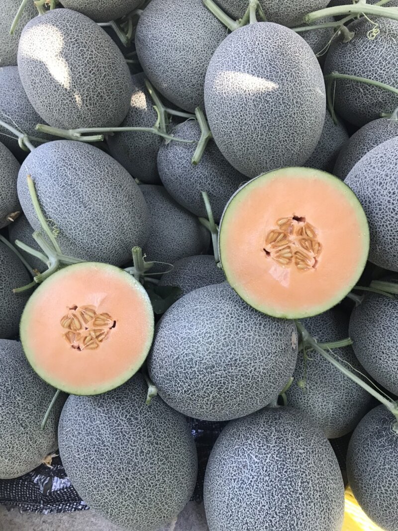 Dưa Lưới Vỏ Xanh Ruột Cam Kieufarm Ngon Ngọt Bổ Dưỡng Giá Tốt CÔng Ty Tnhh NÔng NghiỆp PhÚ