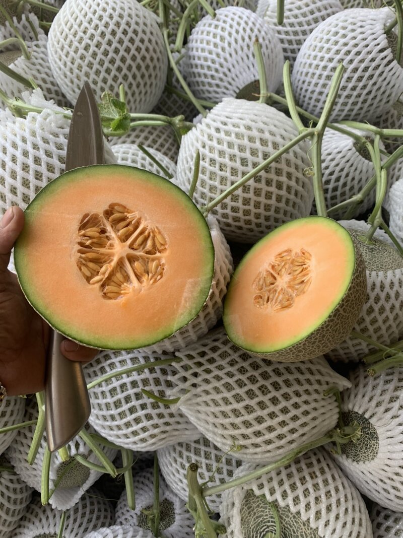 Dưa Lưới Vỏ Xanh Ruột Cam Kieufarm Ngon Ngọt Bổ Dưỡng Giá Tốt CÔng Ty Tnhh NÔng NghiỆp PhÚ