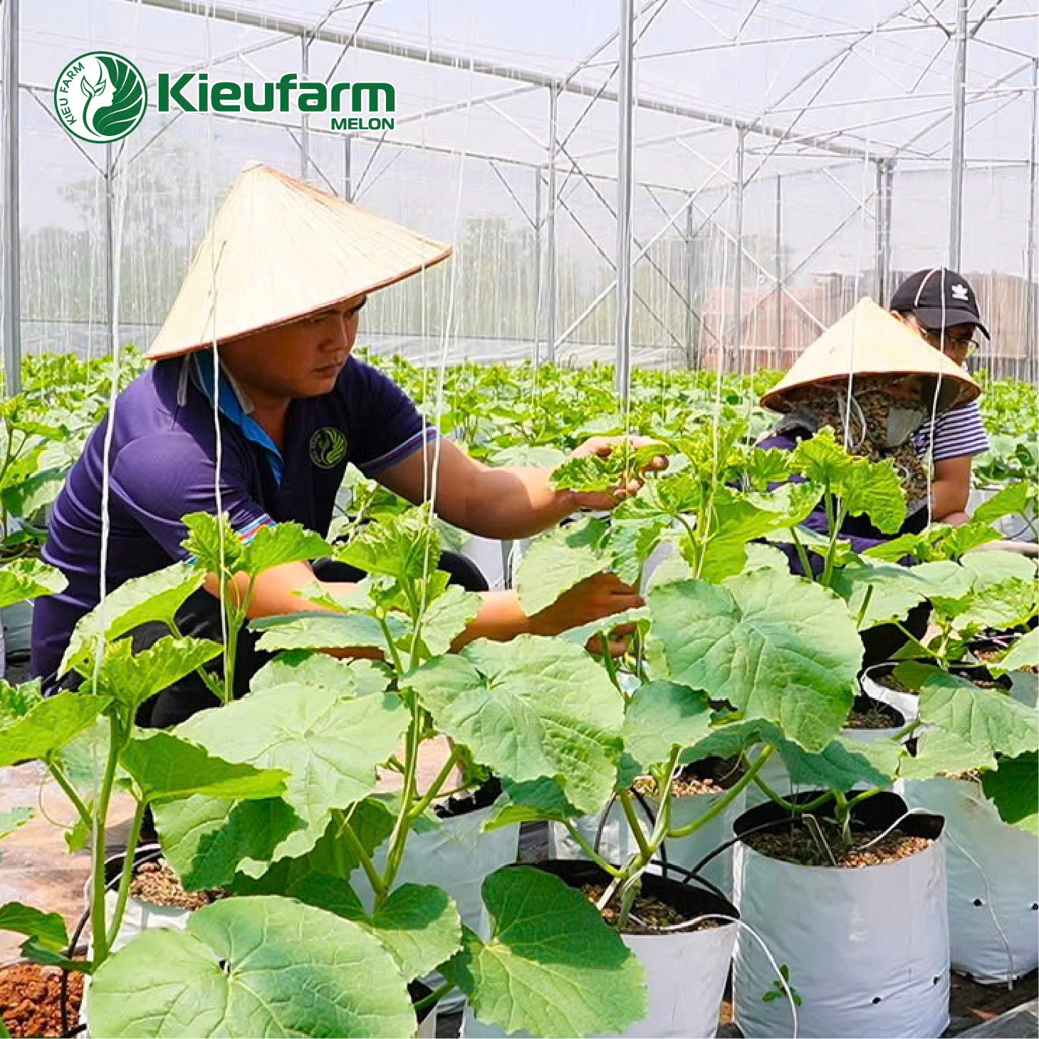 CÔng Ty Tnhh Kieufarm Hệ Sinh Thái Dưa Lưới Toàn Diện