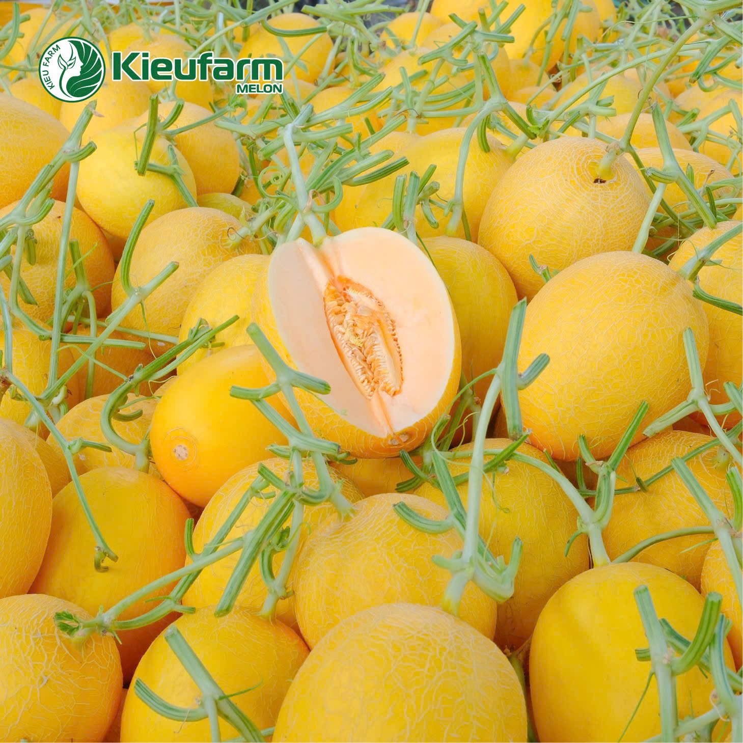CÔng Ty Tnhh Kieufarm Hệ Sinh Thái Dưa Lưới Toàn Diện