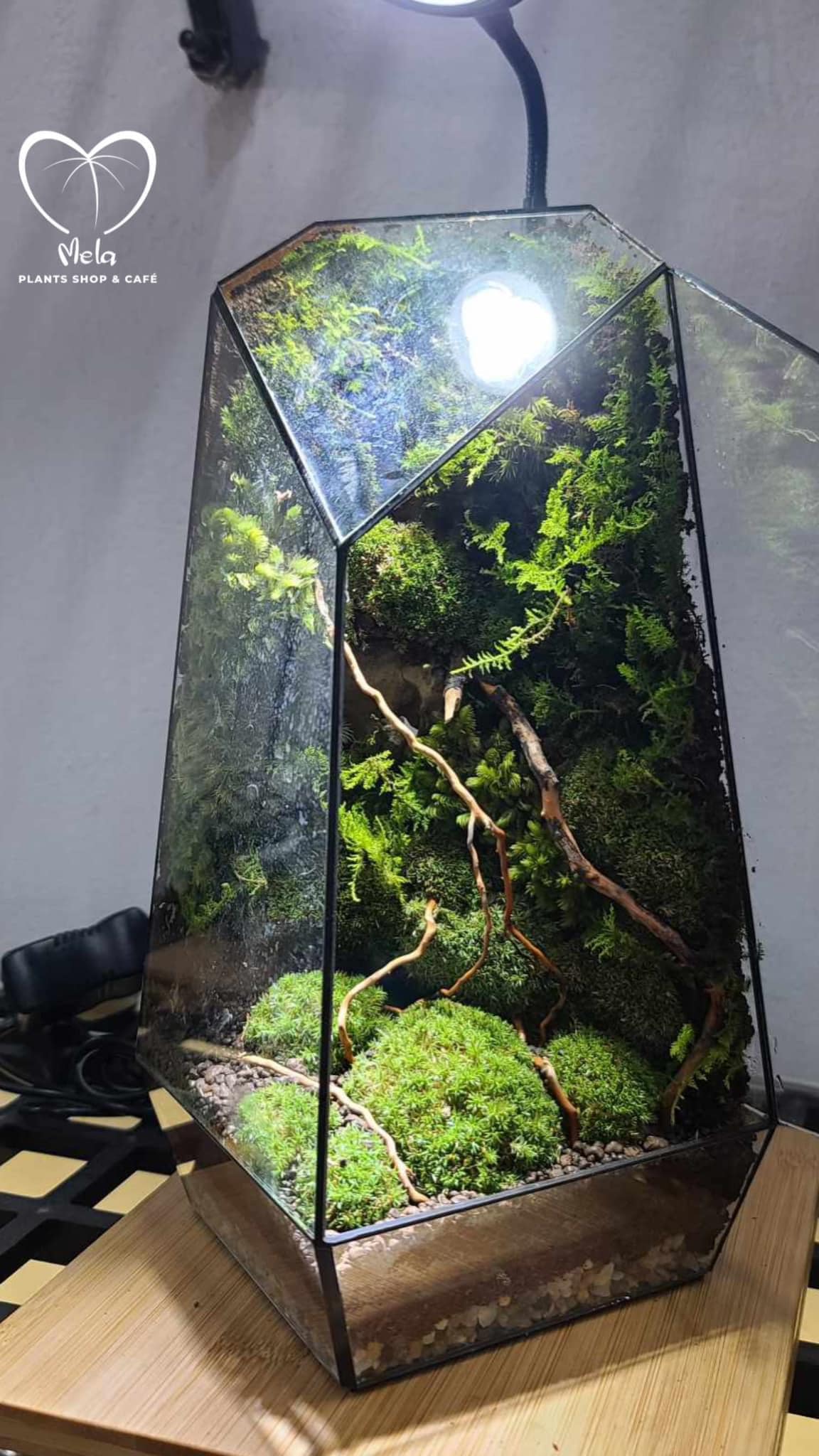 Tiểu cảnh Terrarium - 𝐆𝐫𝐞𝐞𝐧 𝐚𝐫𝐭 𝐍𝐨 𝟒