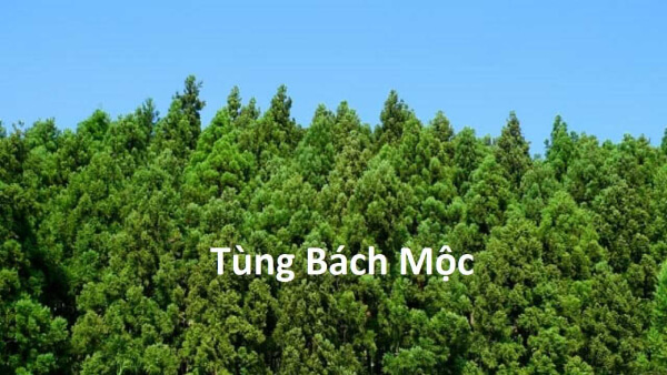 Tử vi Tùng Bách Mộc có vận mệnh và ý nghĩa gì trong năm nay