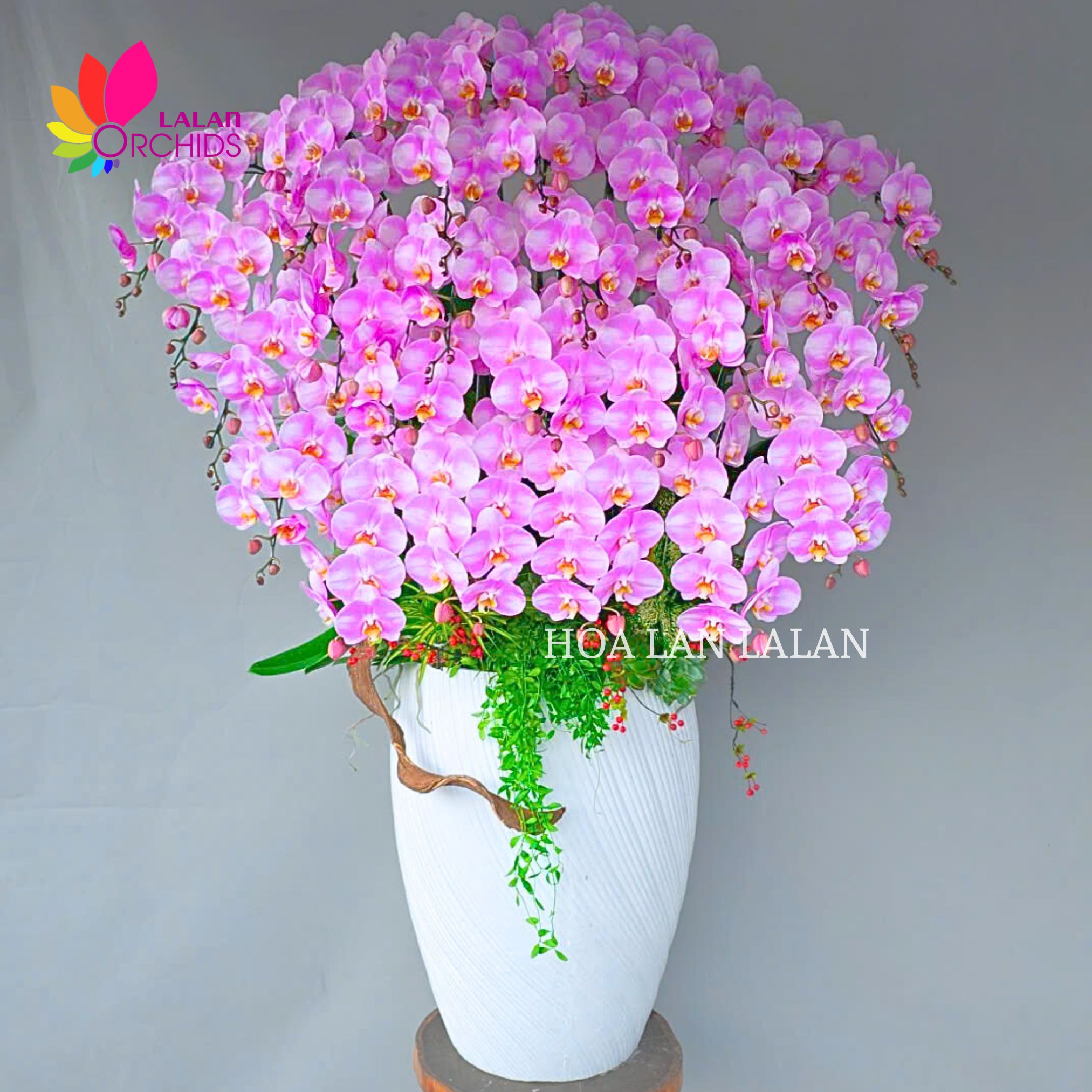 Lan hồ điệp hồng 30 cành - LHD1193 hoalanlalan.com