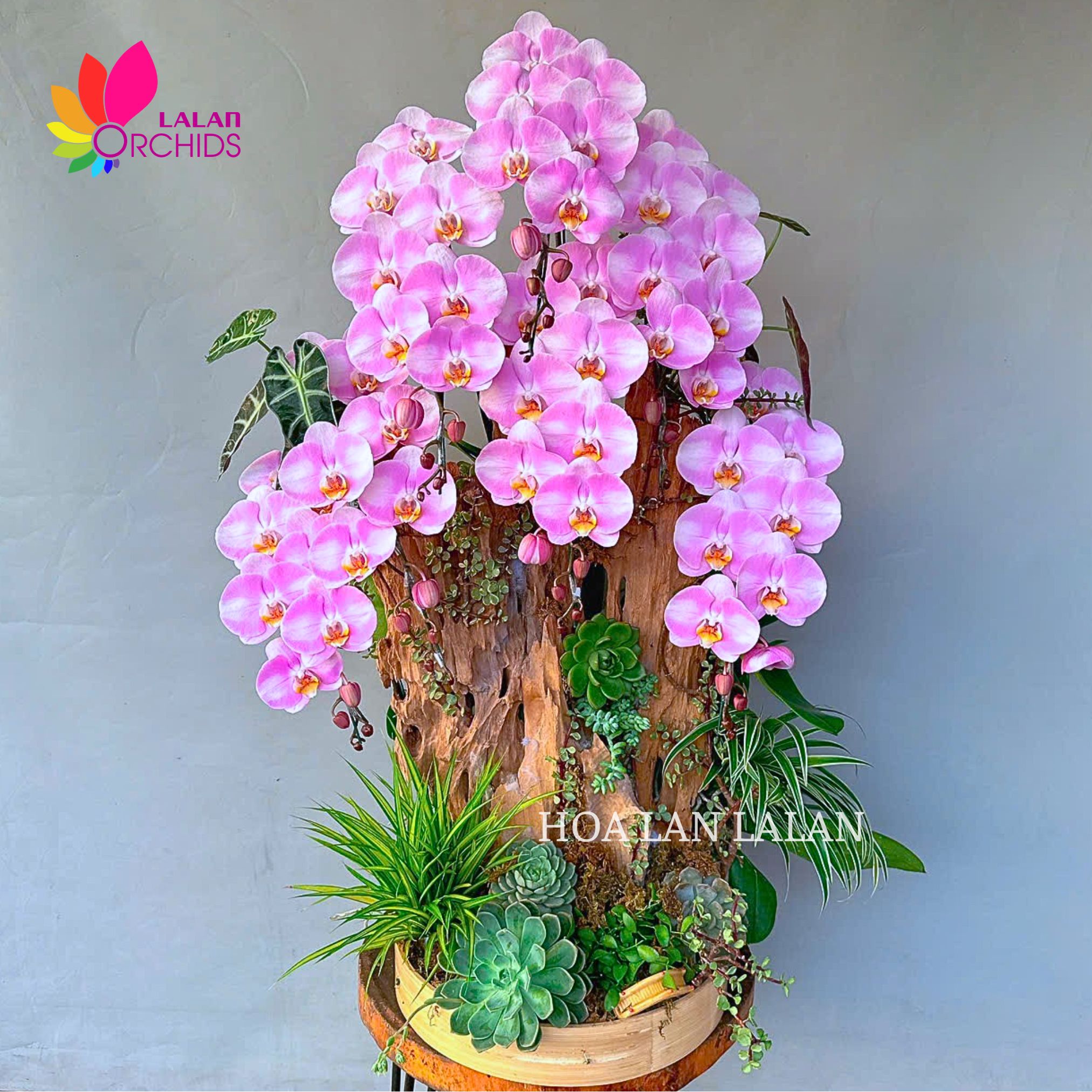 Lan hồ điệp hồng gỗ lũa - LHD1220 hoalanlalan.com