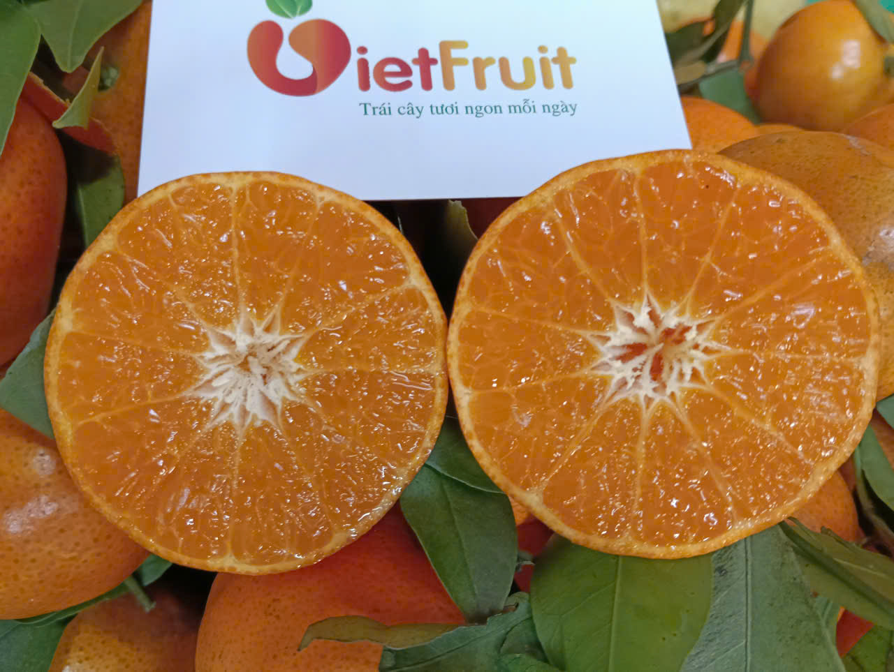 Vì Sao Cam Canh Bi VietGAP Tại VietFruit Luôn Được Khách Hàng Tin Chọn