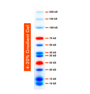 10-250kDa Wide Range Blue-Red Two Color Protein Ladder, Prestained ...