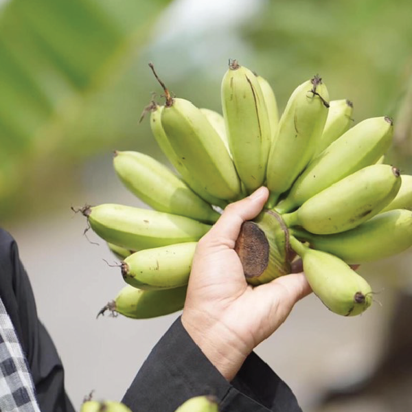 Chuối Cau Abavina | PHUC FRESH
