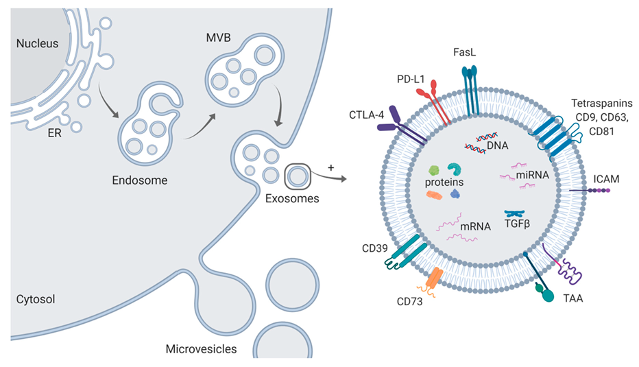 Giới thiệu Exosome