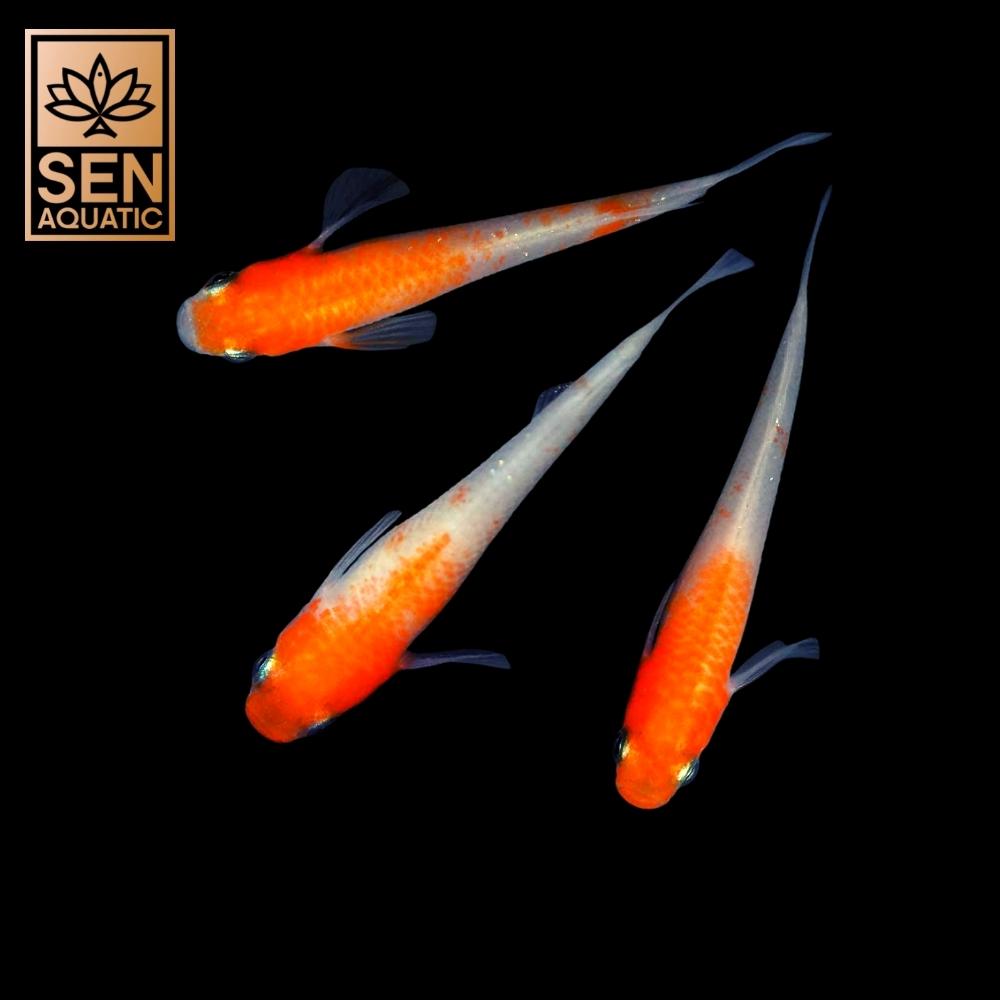 Sen Aquatic - Hệ Thống Thủy Sinh- Cá Cảnh Hàng Đầu Việt Nam