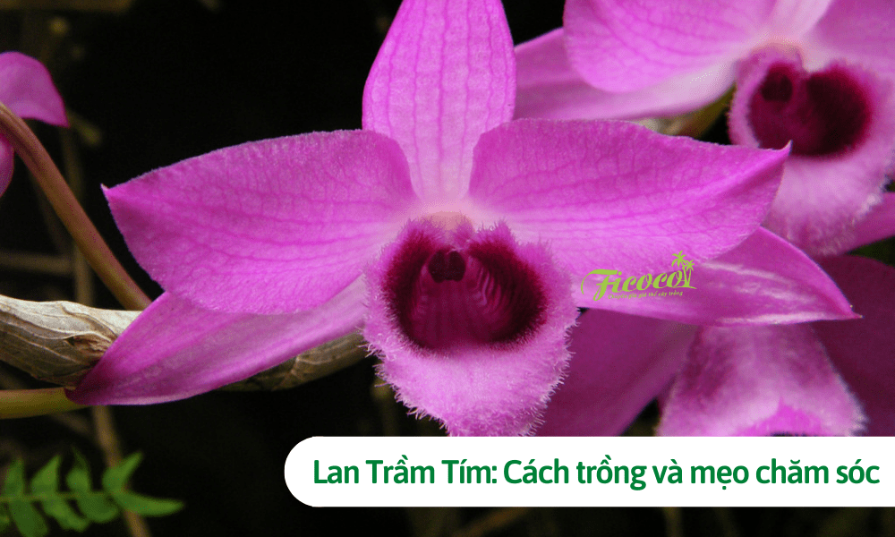 Lan Trầm Tím: Cách trồng và mẹo chăm sóc lan luôn khỏe mạnh