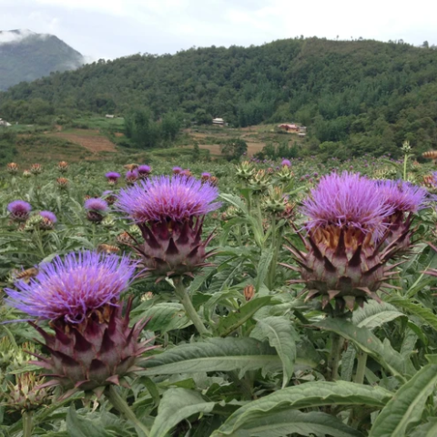 Hoa Atiso Sapa nhìn như nào - Công dụng của cây Atiso Cửa hàng Tây Bắc