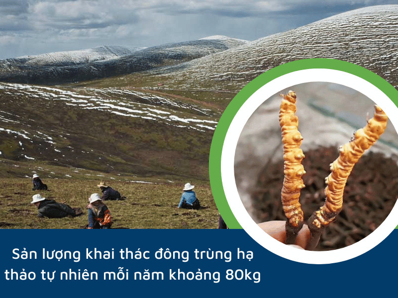 6+ Tác Dụng Quan Trọng Của Đông Trùng Hạ Thảo Tây Tạng | Thực Phẩm Bổ ...