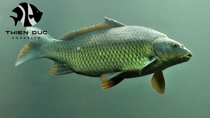 Brackish Water Fish: A Guide to Creating the Best Habitat