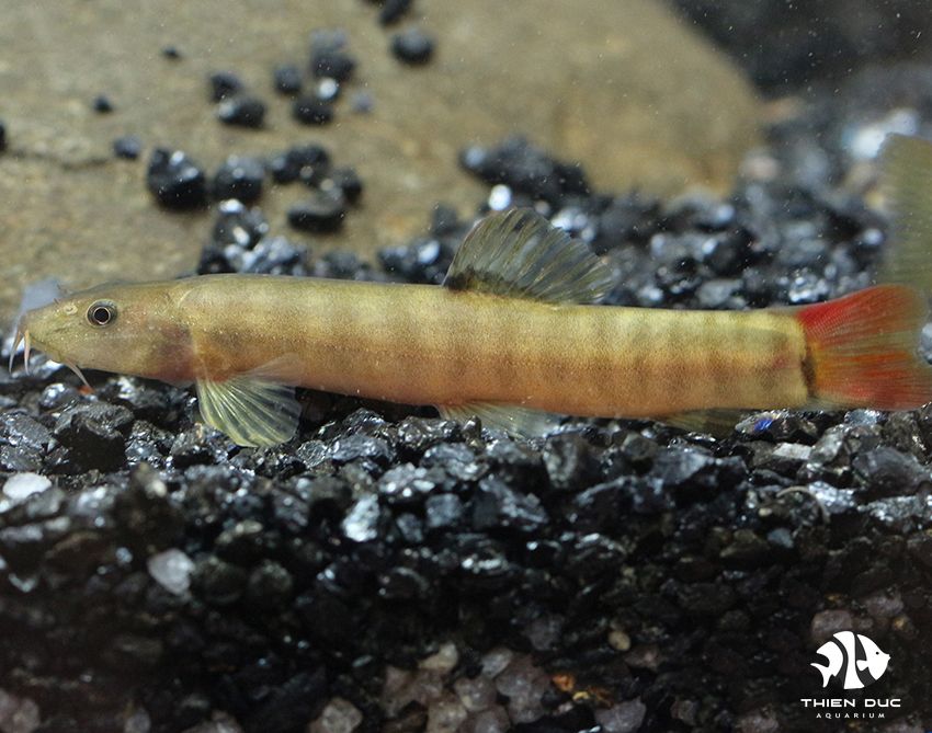 Cá Khoang Đuôi Đỏ - Loach-Banded Red Tail | Cá Cảnh Thiên Đức
