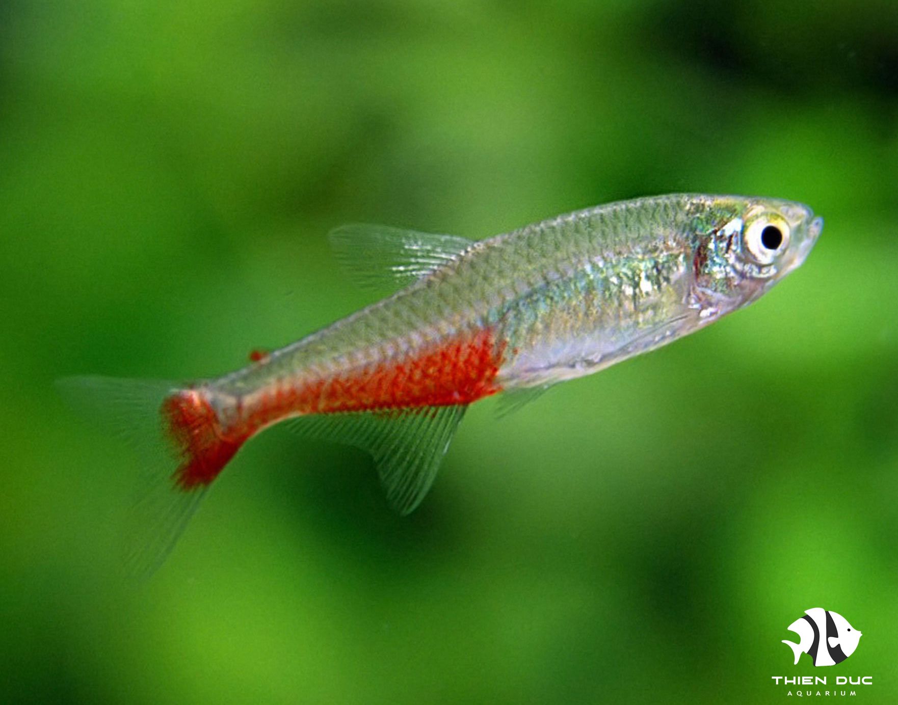 Cá Neon Bụng đỏ - Red Belly Tetra | Shop cá cảnh online Thiên Đức