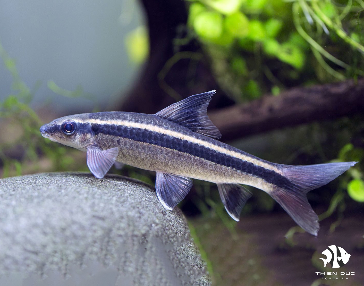 Cá Cáo Bay - Flying Fox Fish- Cá cảnh Thiên Đức | Shop cá cảnh online ...