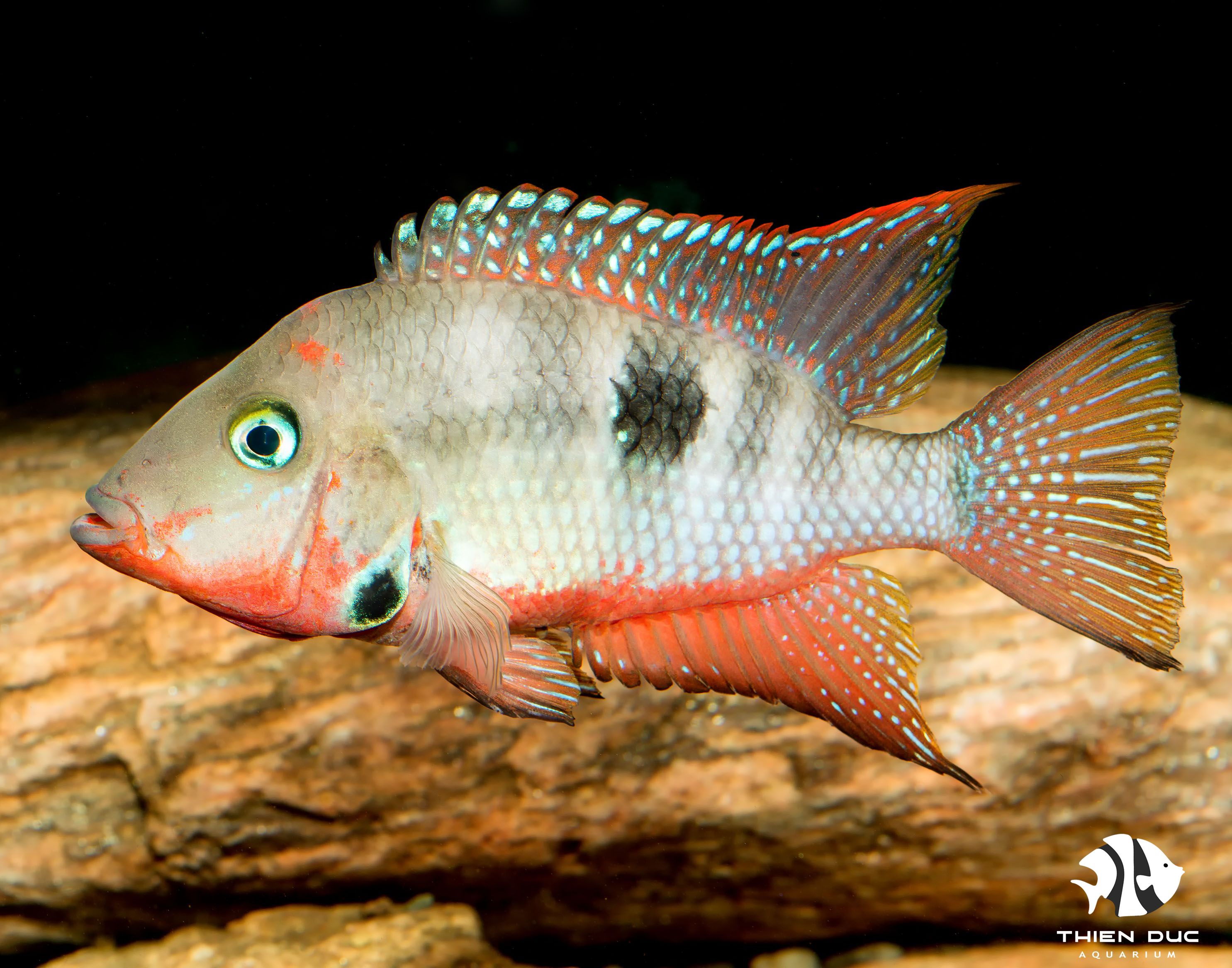 Fire Mouth Cichlid- Cá cảnh Thiên Đức | Shop cá cảnh online Thiên Đức