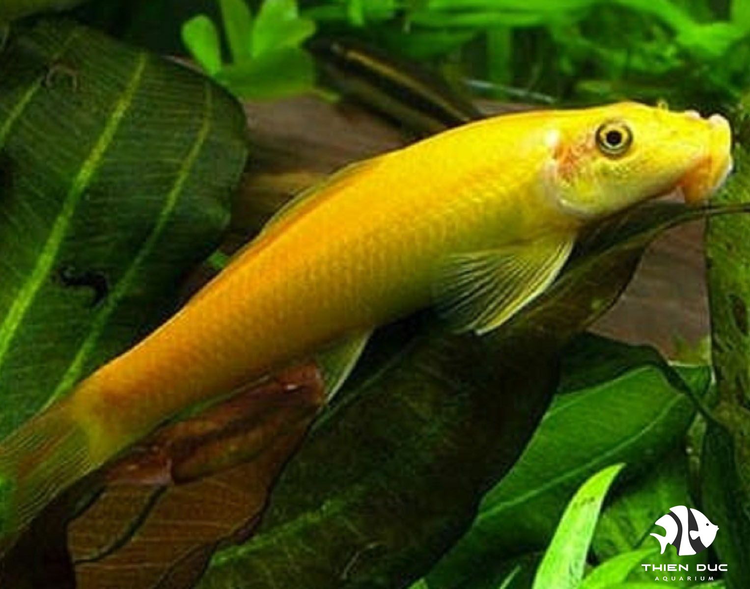 Cá vệ sinh vàng - Albino Golden Algae Eater | Cá Cảnh Thiên Đức