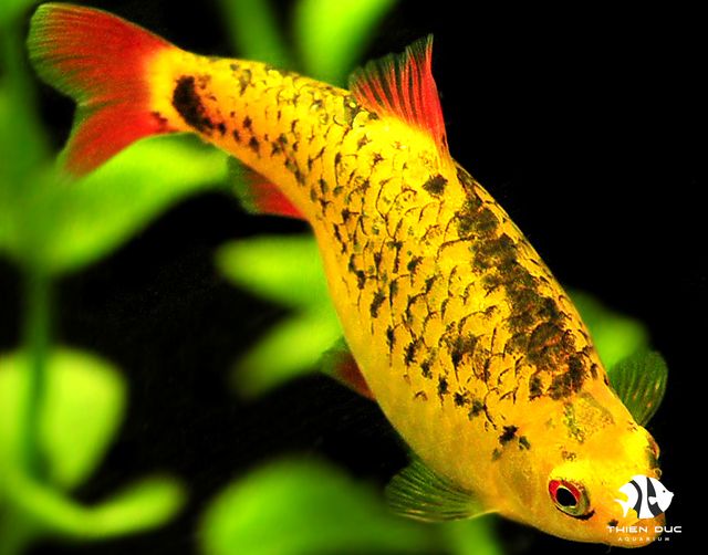 Golden Barb | Cá Cảnh Thiên Đức