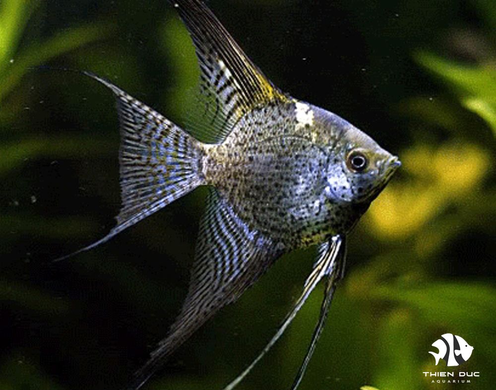 Leopard Angelfish- Cá cảnh Thiên Đức | Shop cá cảnh online Thiên Đức