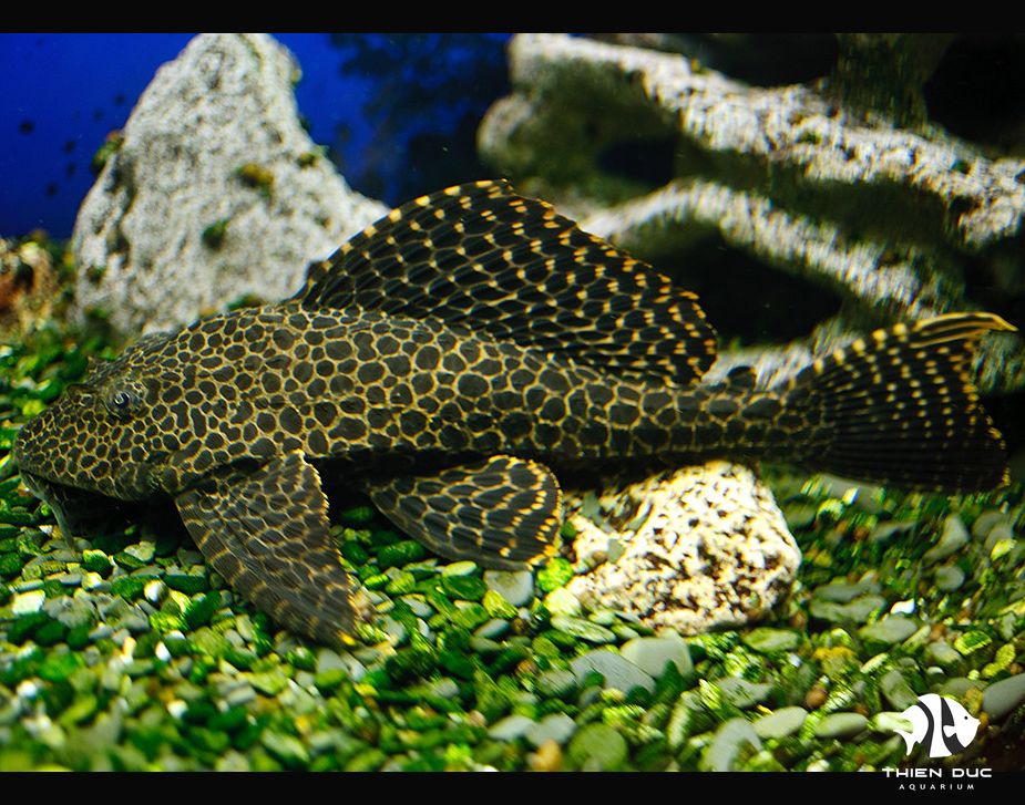 Leopard Catfish | Shop cá cảnh online Thiên Đức