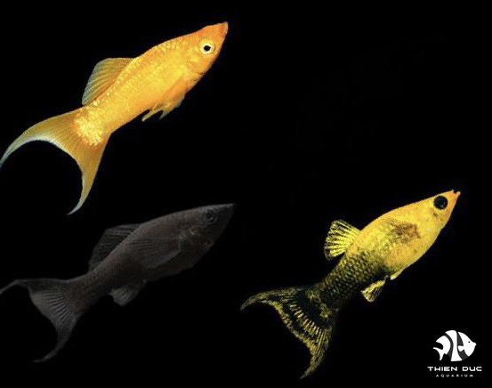 Cá Molly Mix - Mix Molly- Cá cảnh Thiên Đức | Shop cá cảnh online Thiên Đức