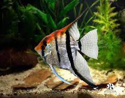 Ông tiên Red Back - Red Back Amapa Angelfish- Cá cảnh Thiên Đức | Shop ...