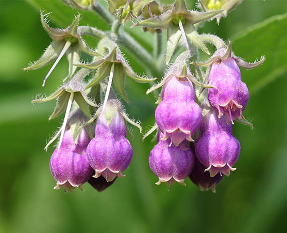 Allantoin– Mỹ Phẩm Vedette