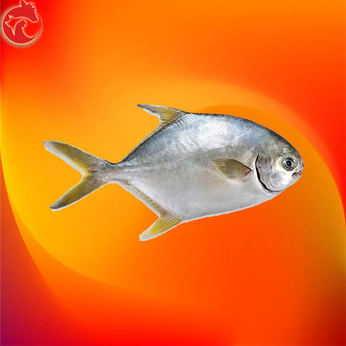 CÁ CHIM đông lạnh| Cá chim đông lạnh giá sỉ Công ty Cổ phần Lộc Vạn Xuân